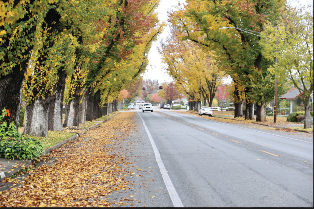 200 Trees on the Chopping Block | Gilroy Dispatch | Gilroy, California