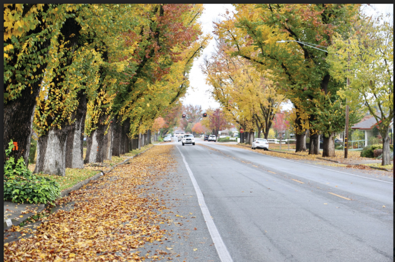 Editorial: Save Gilroy's Trees | Gilroy Dispatch | Gilroy, California