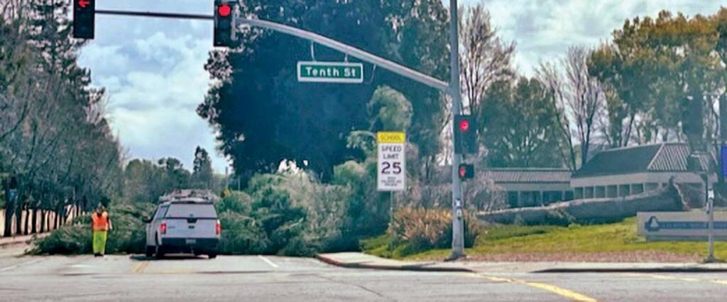 PHOTO: Original Gilroy High tree collapses | Gilroy Dispatch