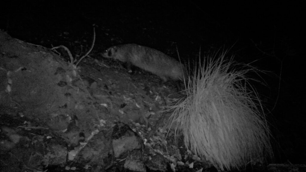 Santa Clara County teen’s volunteering produces valuable wildlife data ...